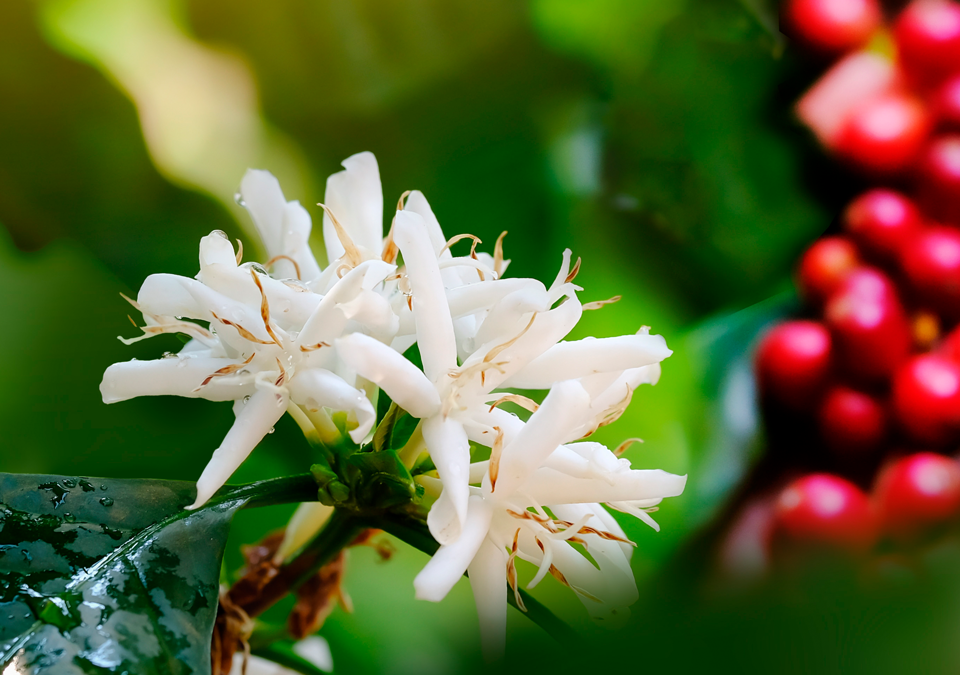 L'OR ESPRESSO COFFEE CAPSULES | ALUMINIUM CAPSULES